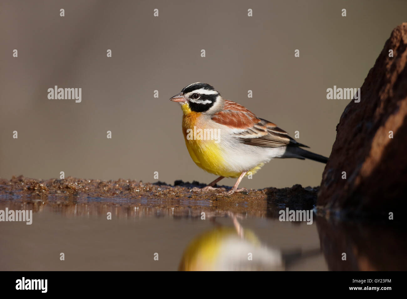 Golden breasted bunting hi-res stock photography and images - Alamy