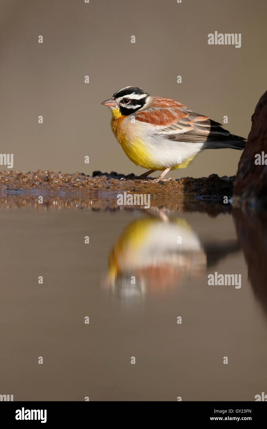 Golden-breasted bunting, Emberiza flaviventris, single bird at water ...