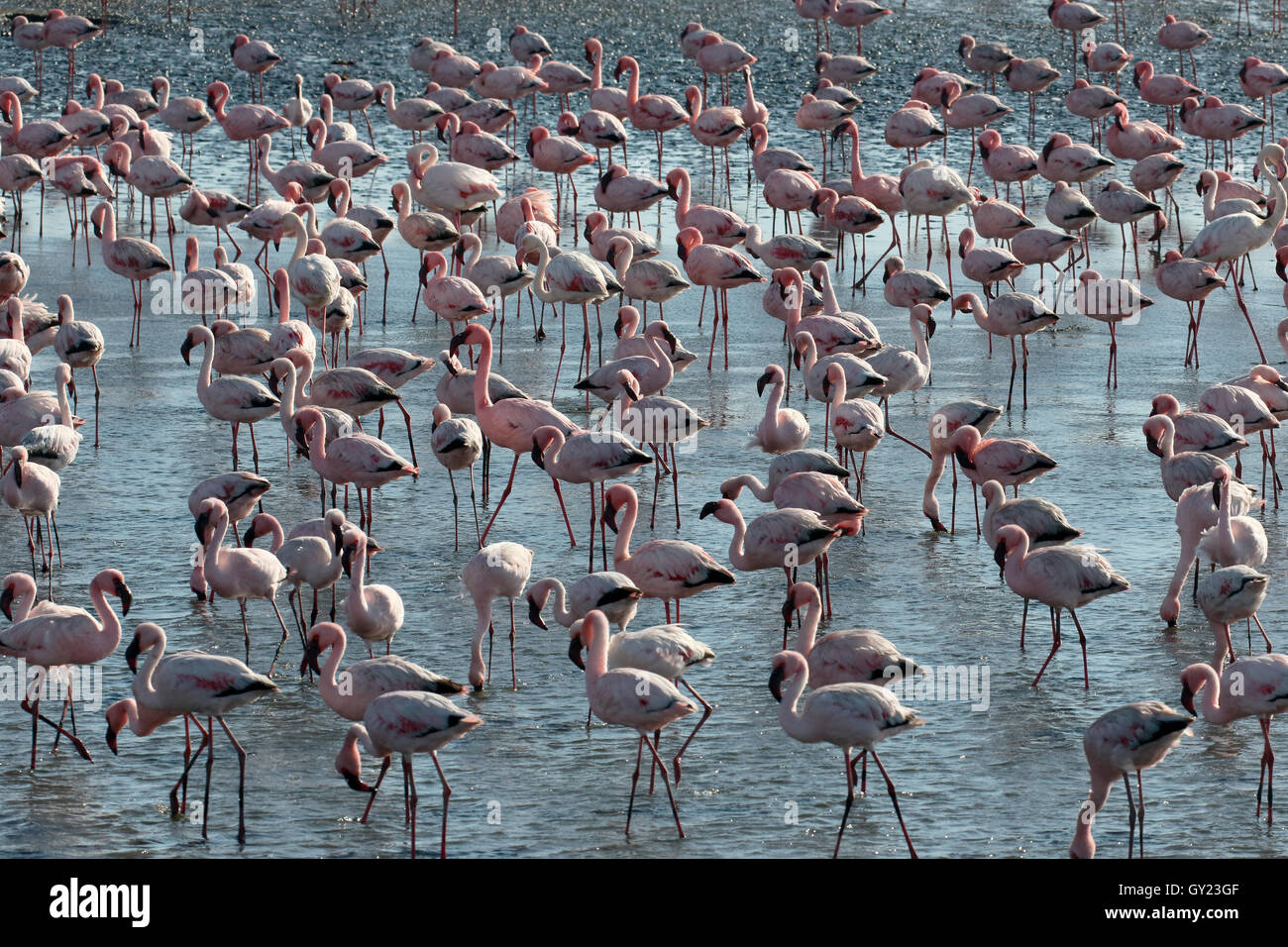Flock of greater flamingo hi-res stock photography and images - Alamy