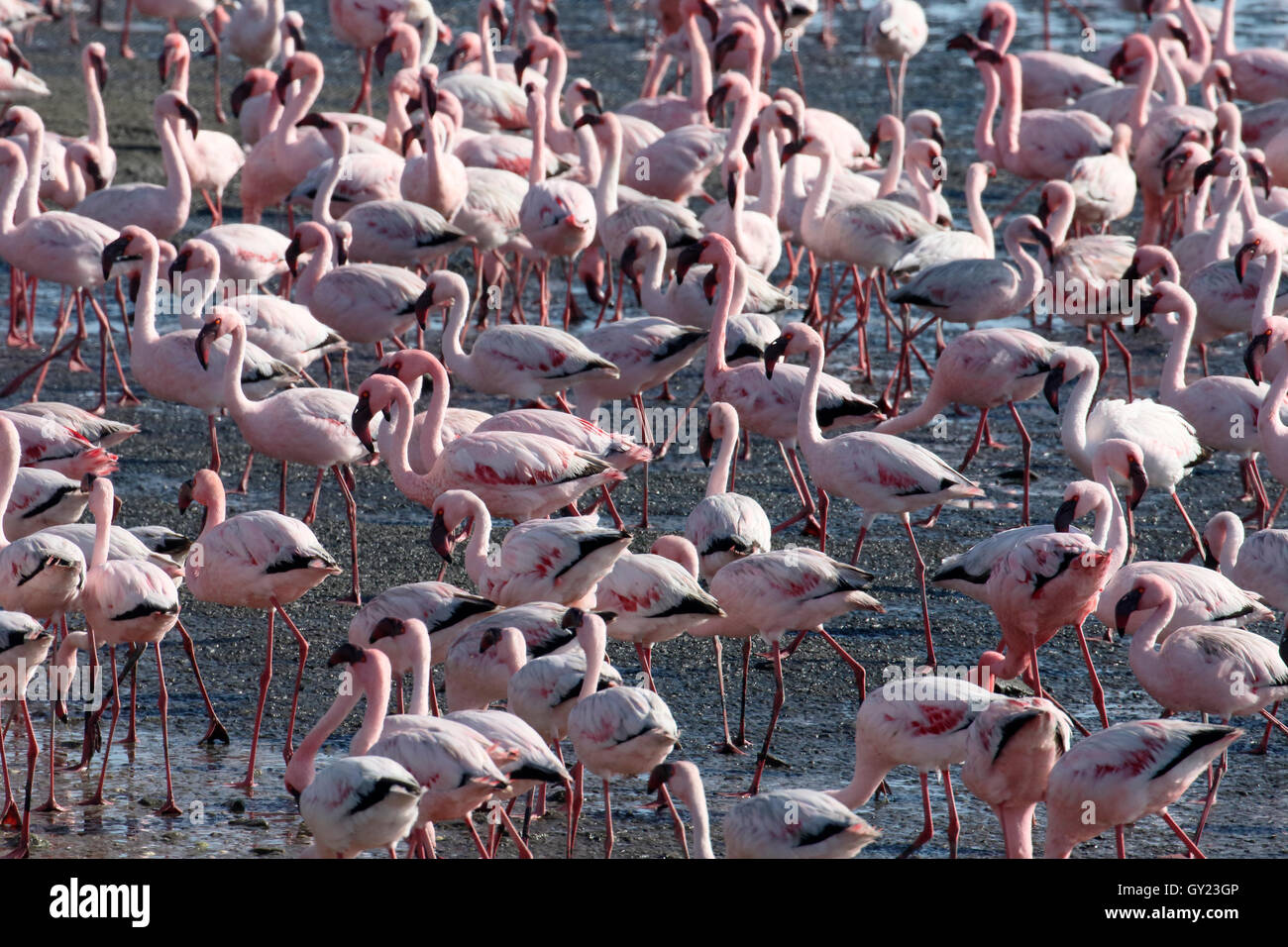 Flock of phoenicopterus hi-res stock photography and images - Alamy