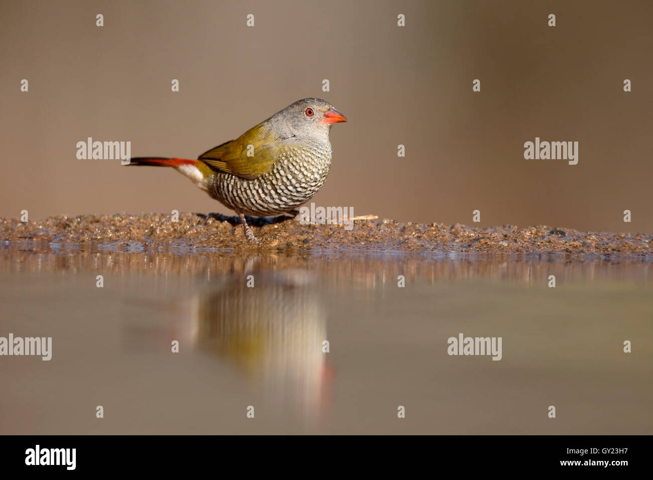Green-winged pytilia, Pytilia melba, single bird by water, South Africa ...