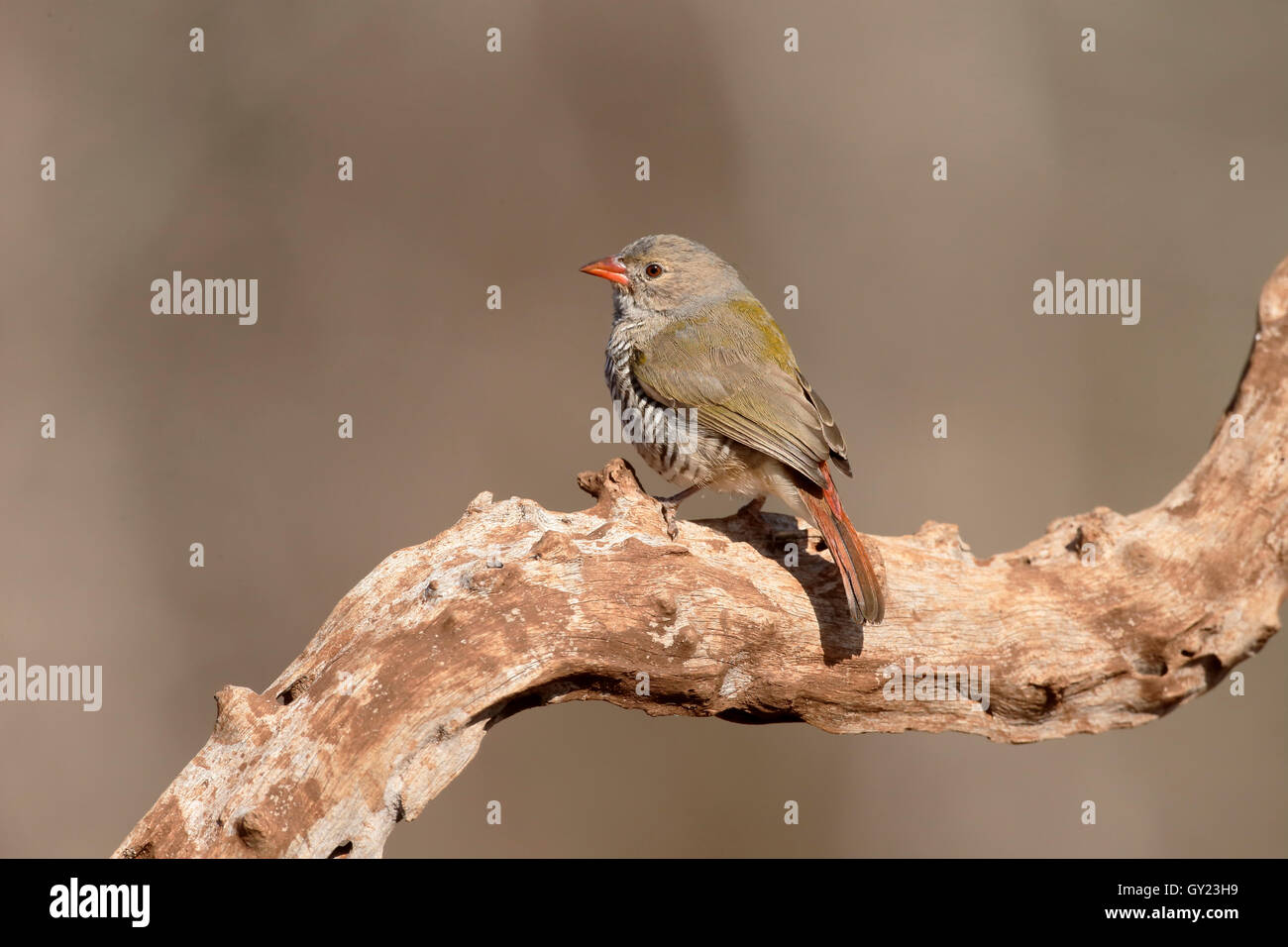 Melba Finch High Resolution Stock Photography and Images - Alamy