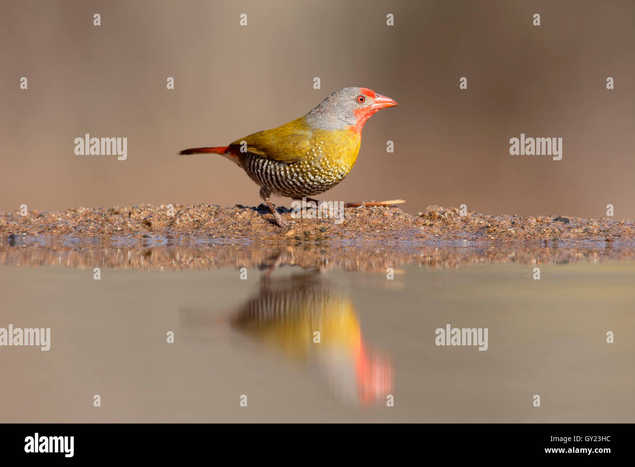 Green-winged pytilia, Pytilia melba, single bird by water, South Africa ...
