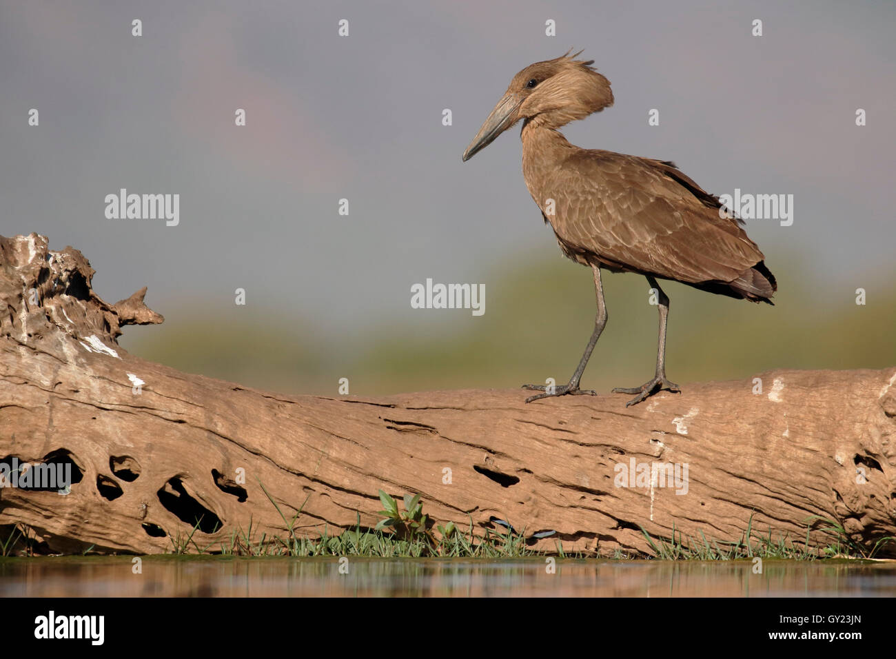 Hammerkop or hamerkop or hamerhead, Scopus umbretta, single bird by ...