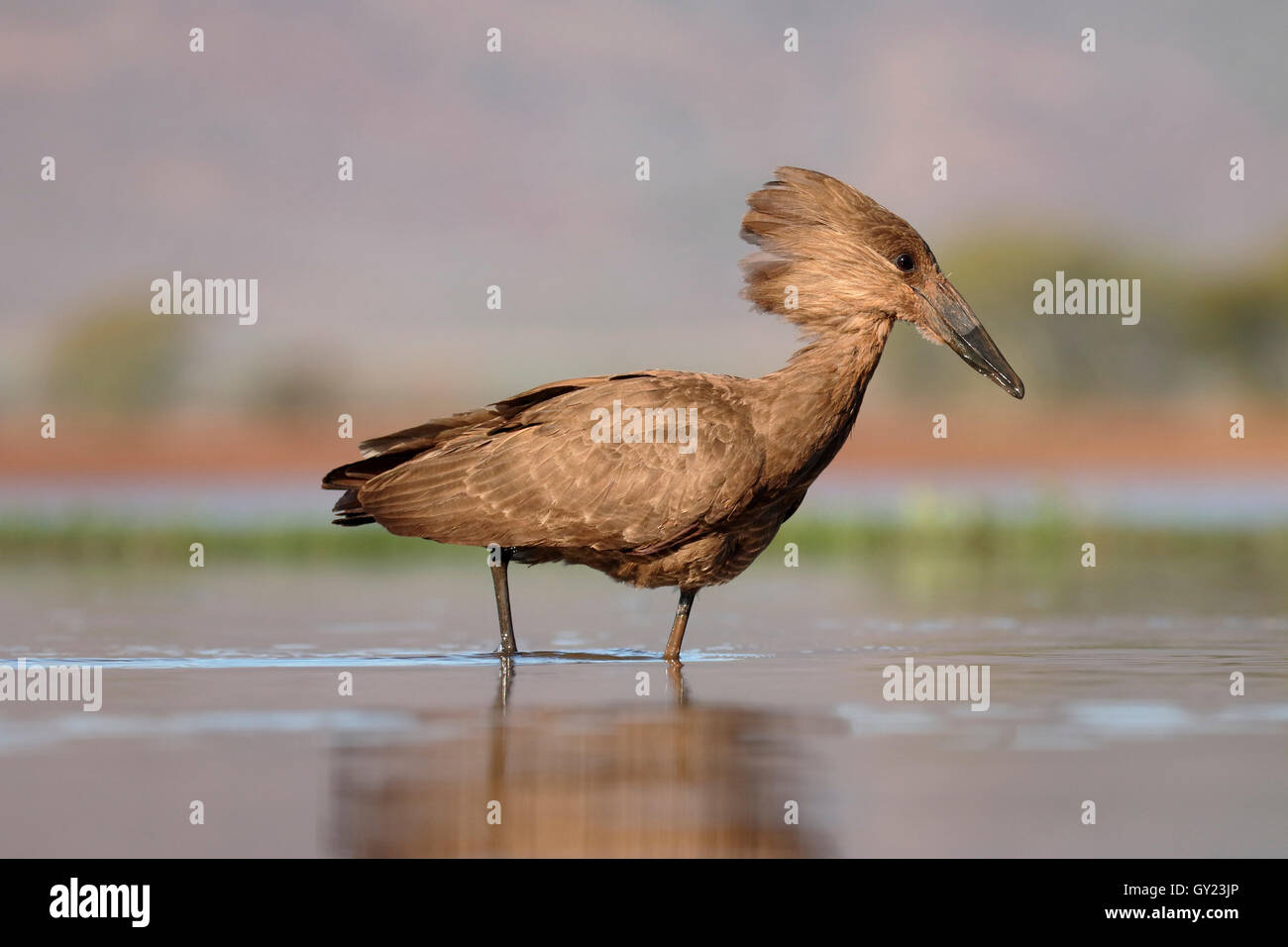 Hamerkop in water hi-res stock photography and images - Alamy