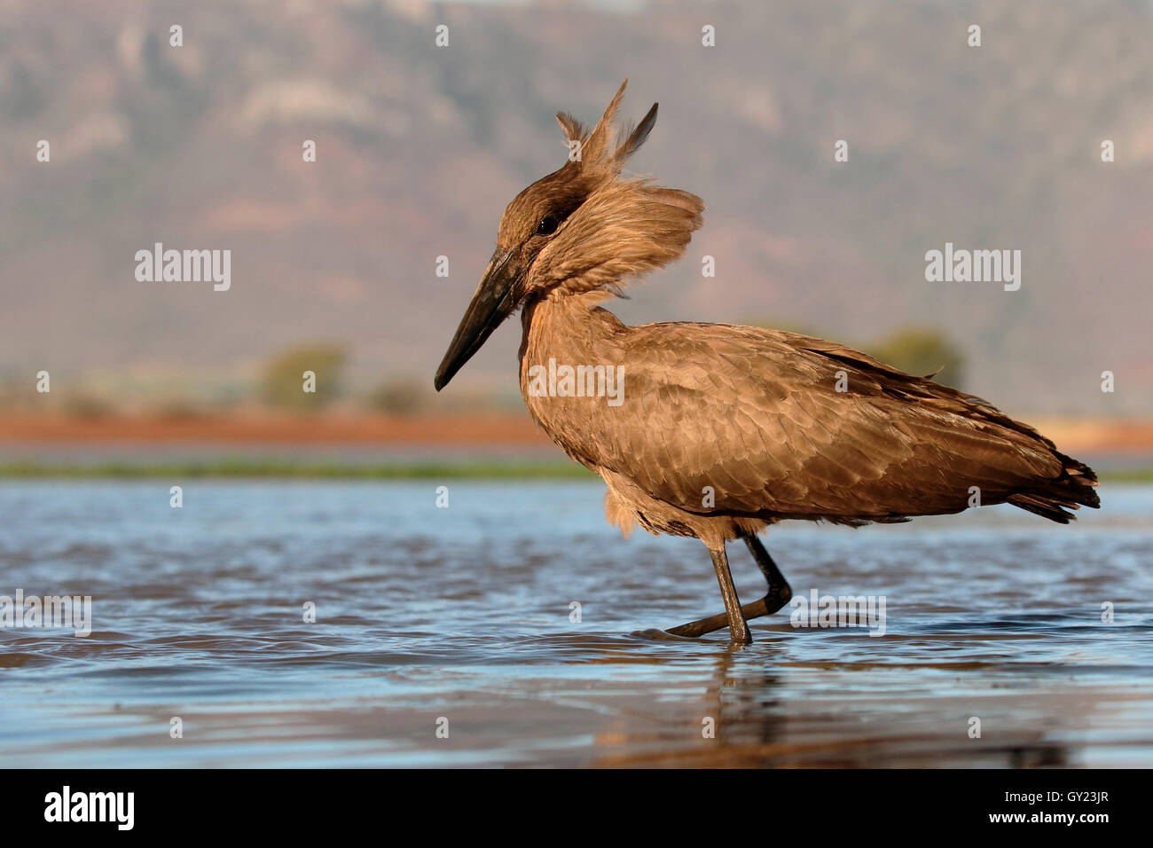 Hamerkop scopus umbretta south hi-res stock photography and images - Alamy