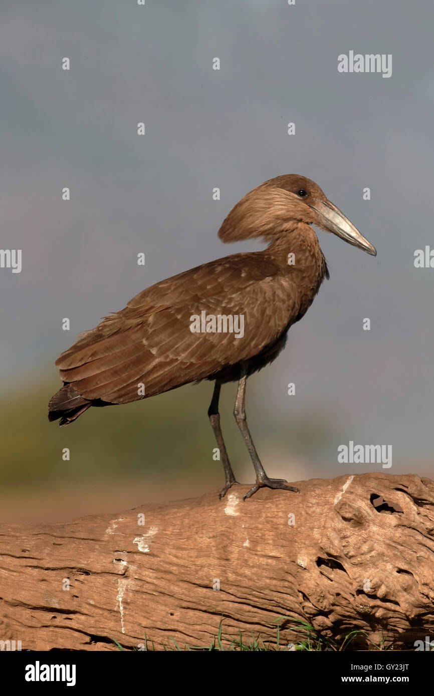 Hamerkop hamerhead scopus umbretta hi-res stock photography and images ...