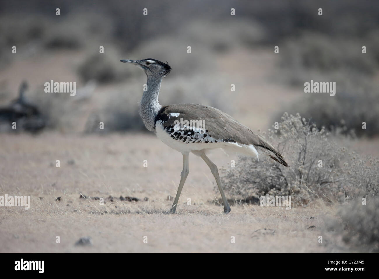Kori bustard, Ardeotis kori. single bird, South Africa, August 2016 ...