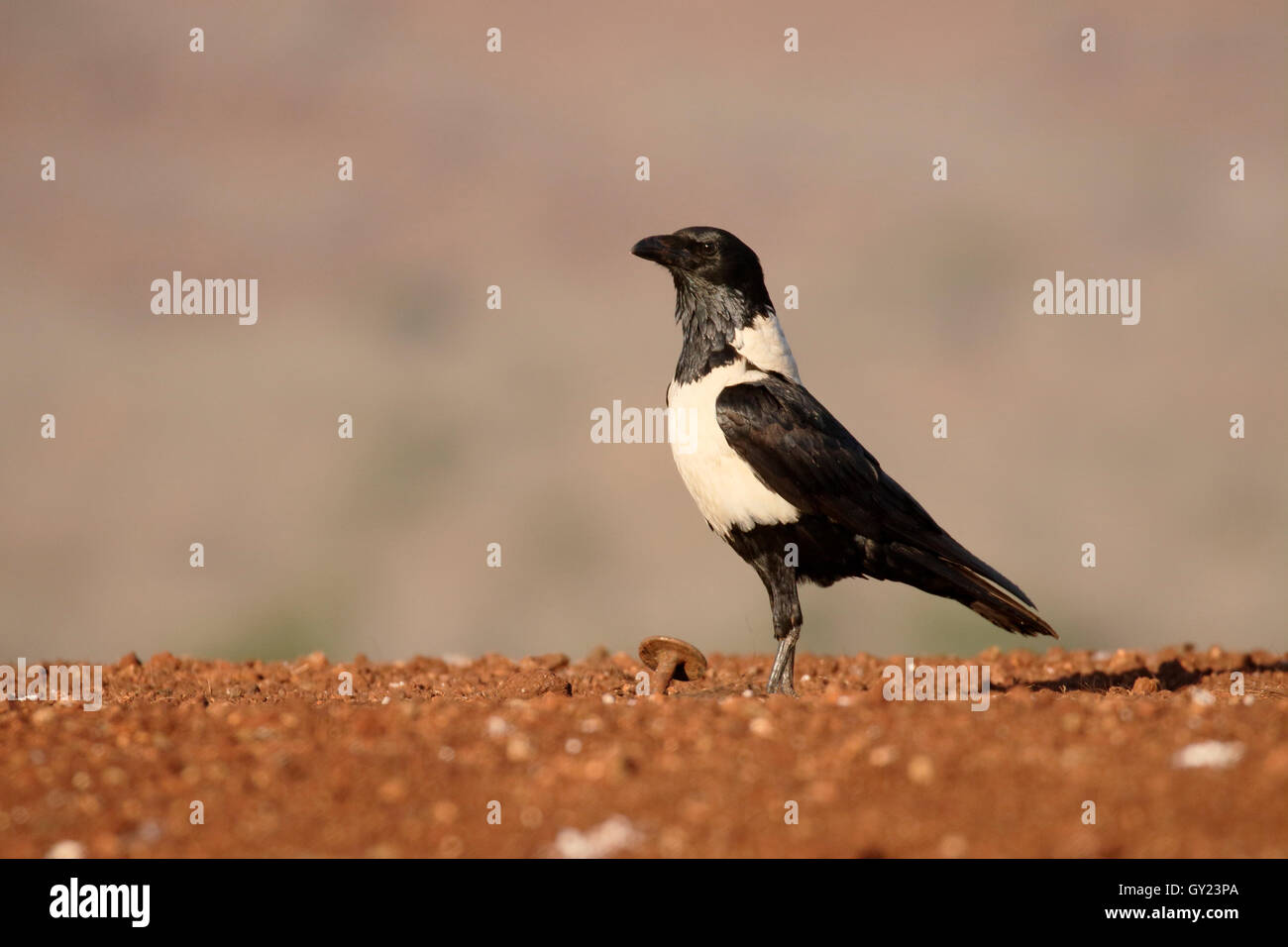 Pied crow, Corvus albus, single bird on ground, South Africa, August ...