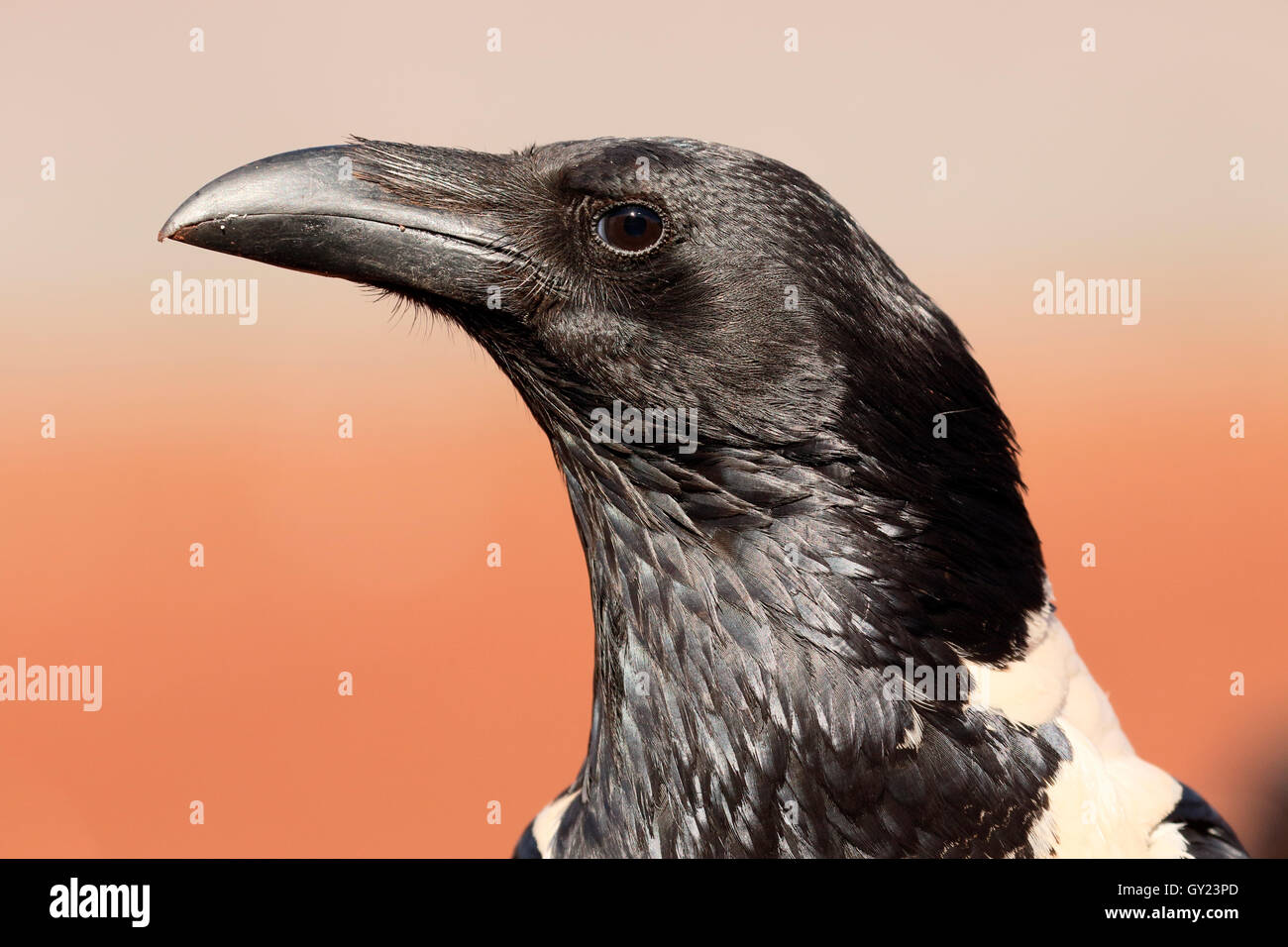 Pied crow, Corvus albus, single bird head shot, South Africa, August ...