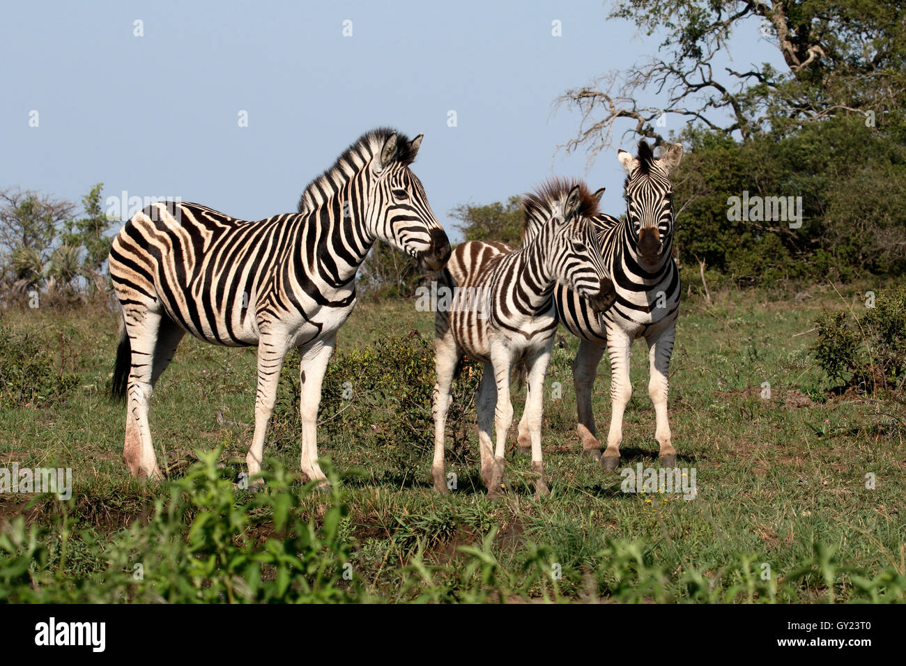 Plains zebra, Common zebra or Burchells zebra, Equus quagga, group of ...