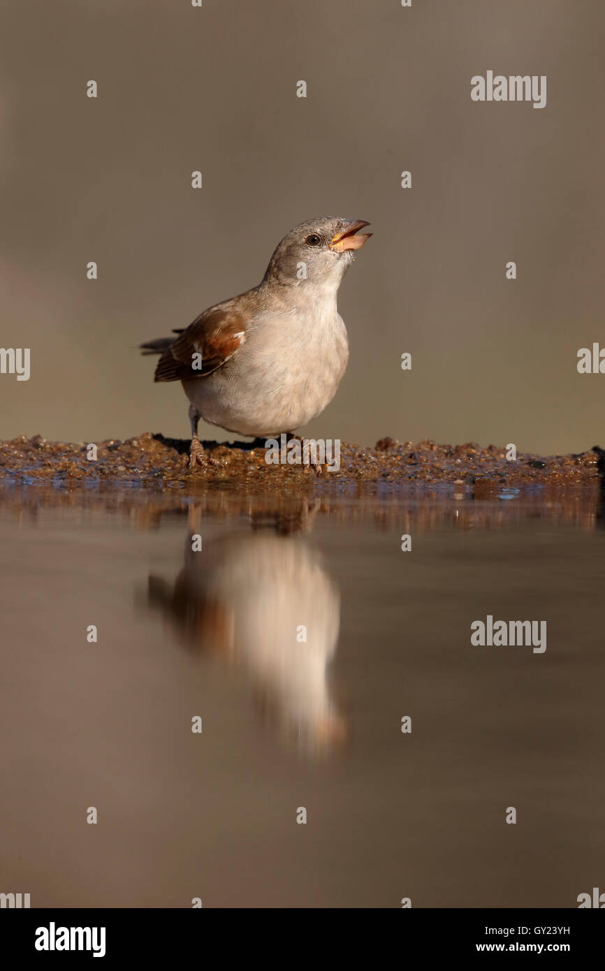 Southern grey-headed sparrow, Passer diffusus, single bird by water ...
