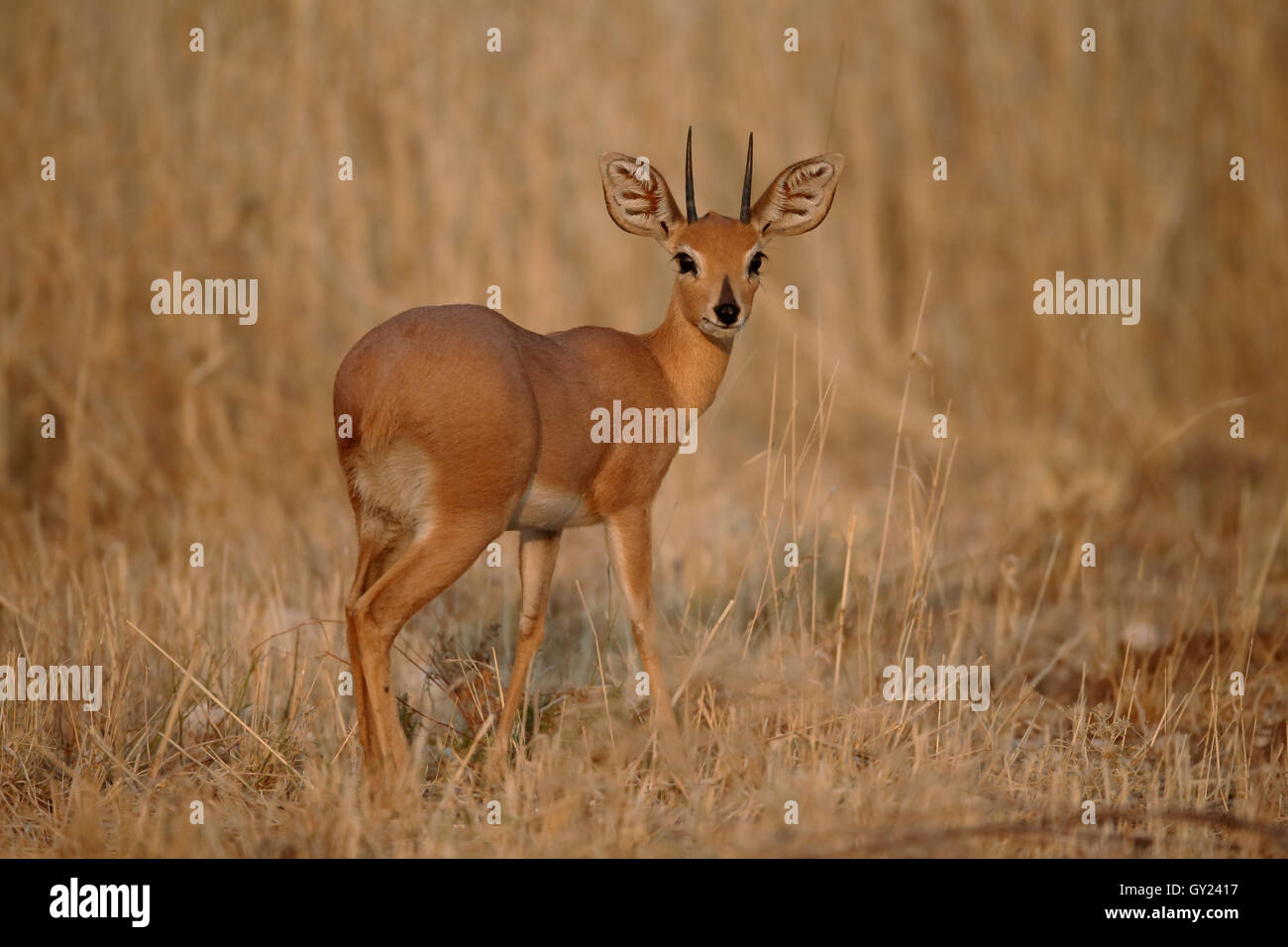 Raphicerus hi-res stock photography and images - Alamy