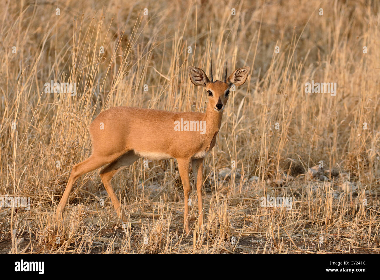 Steenbok, Raphicerus campestris, single mammal, Namibia, August 2016 ...