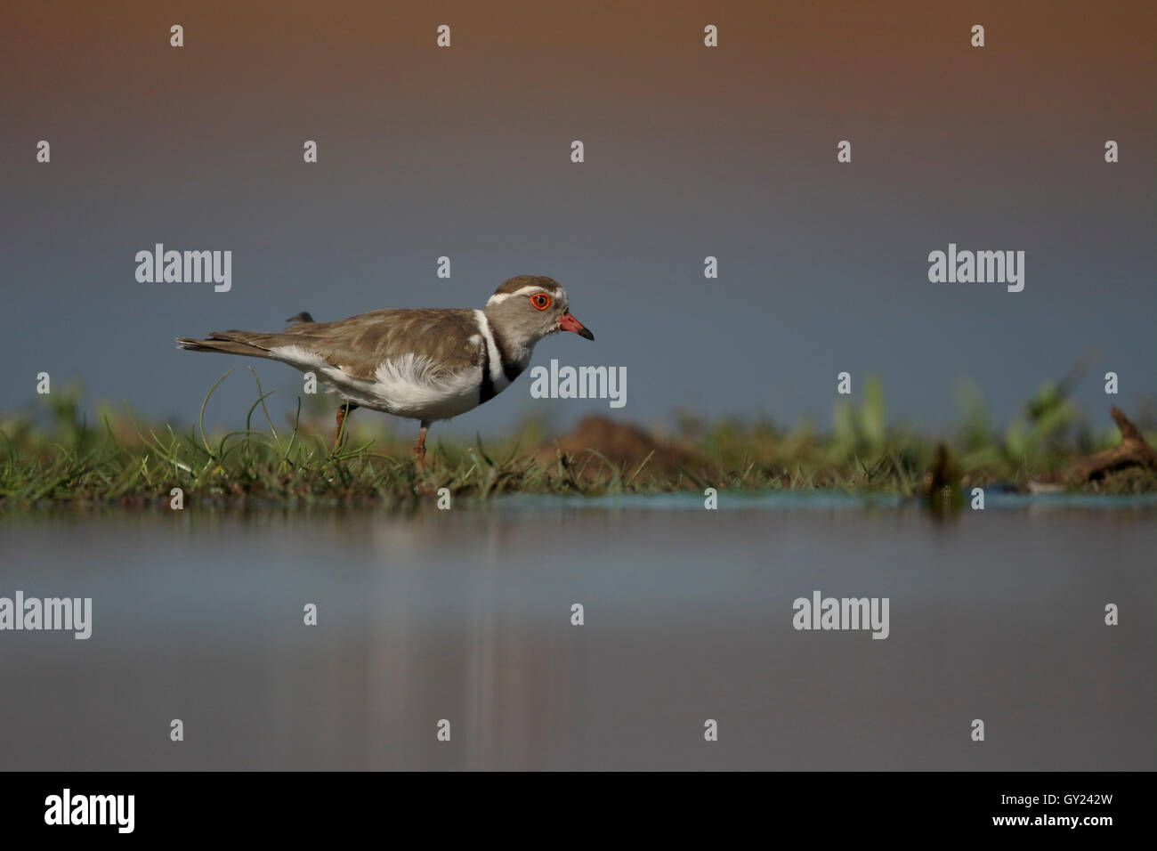 Three banded plover hi-res stock photography and images - Alamy