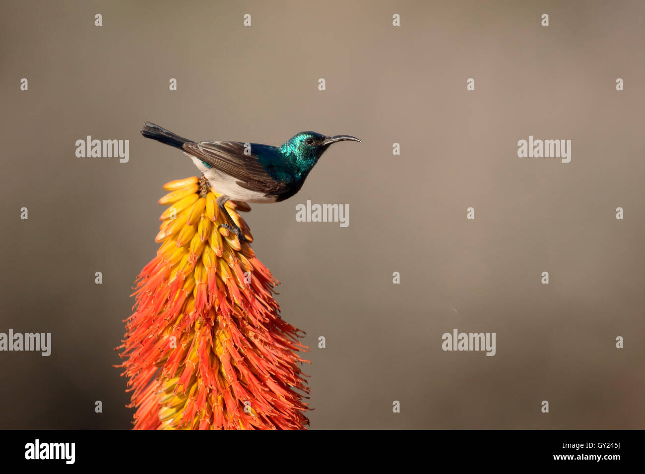 White bellied sunbird cinnyris talatala hi-res stock photography and ...