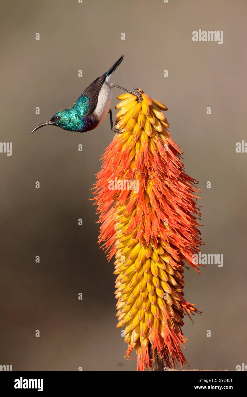 Talatala hi-res stock photography and images - Alamy