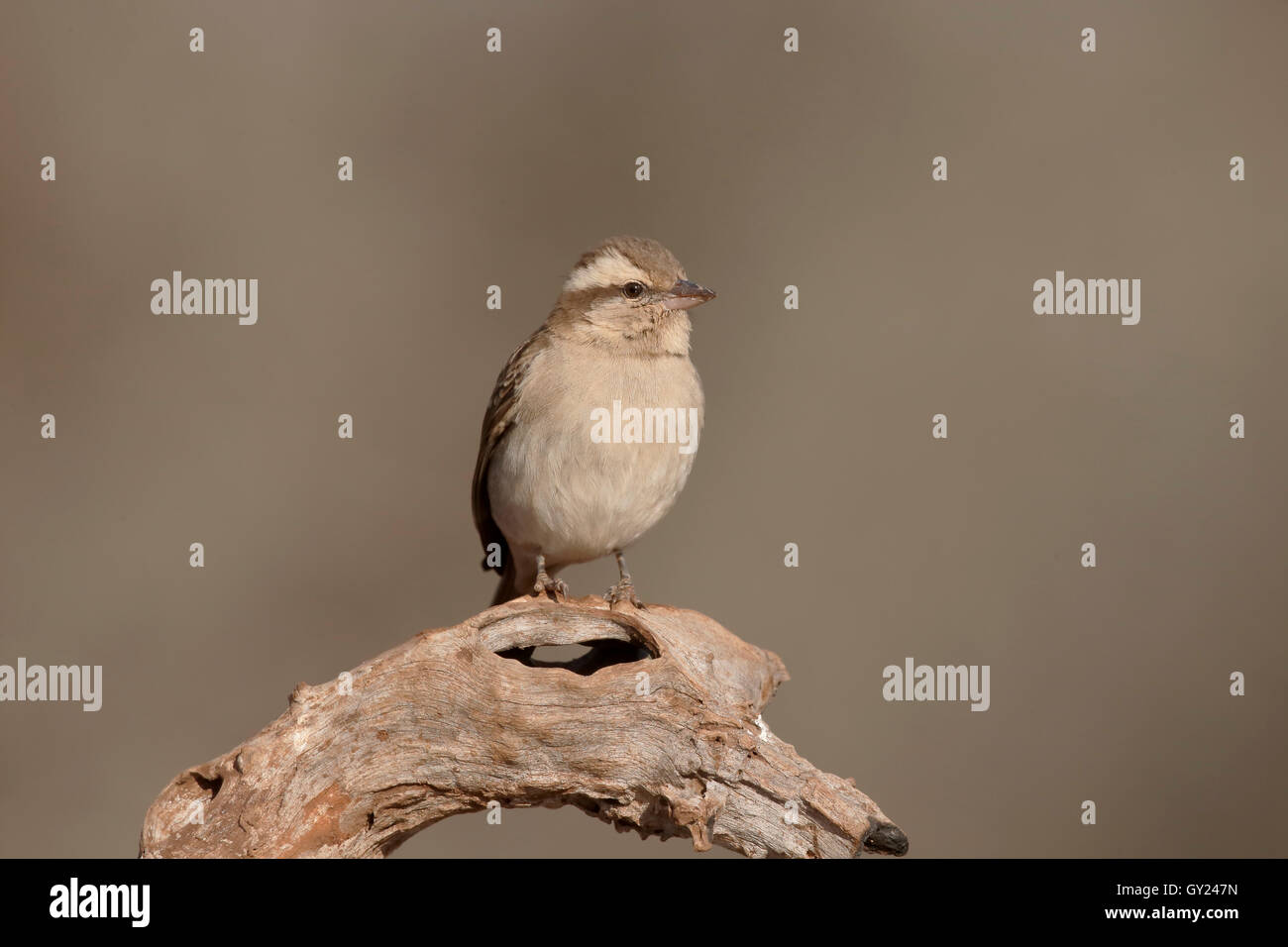 Yellow-throated sparrow or yellow-throated petronia, Petronia ...