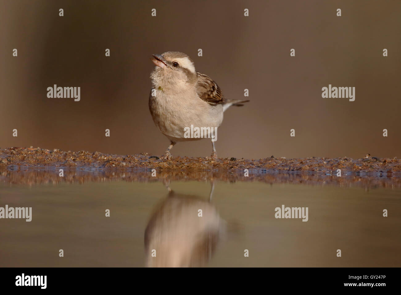 Yellow-throated sparrow or yellow-throated petronia, Petronia ...