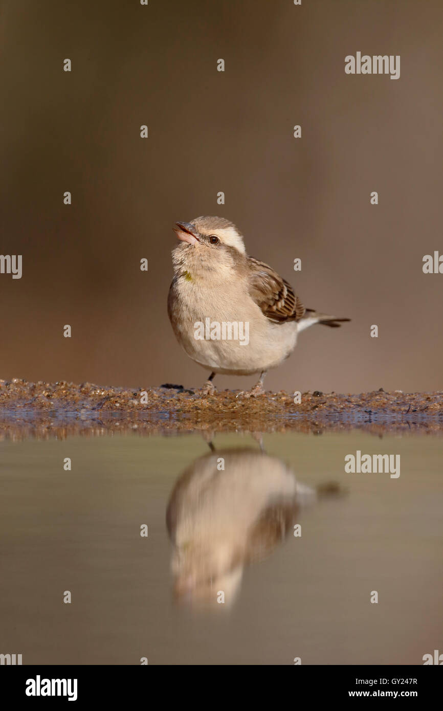 Yellow-throated sparrow or yellow-throated petronia, Petronia ...