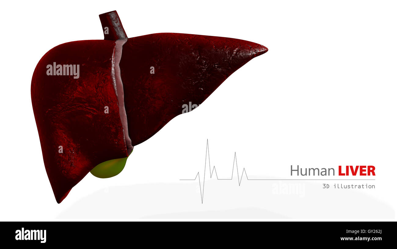 Illustration of Anatomy Human Liver Stock Photo - Alamy