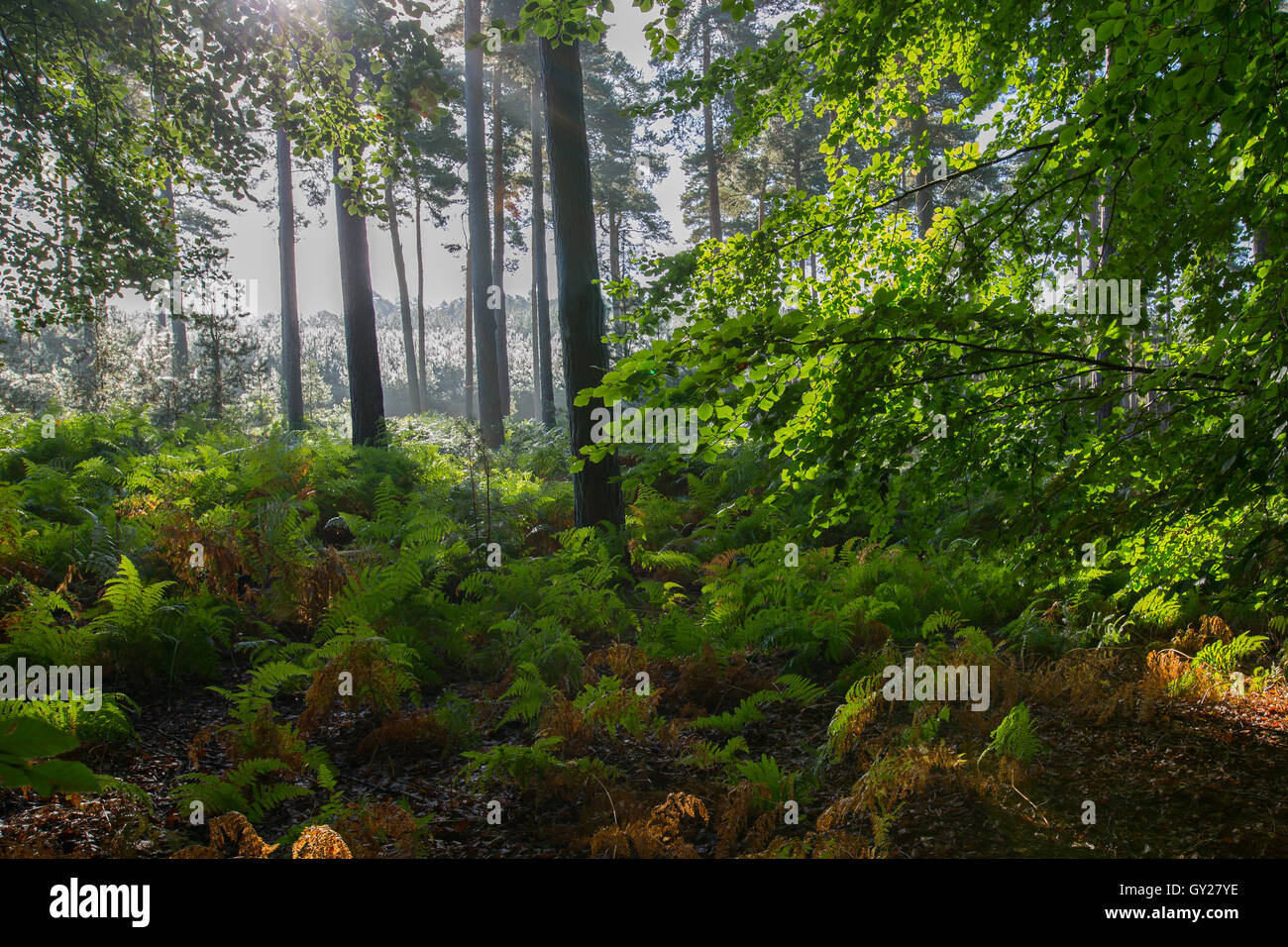 Santon Downham, Norfolk Stock Photo - Alamy