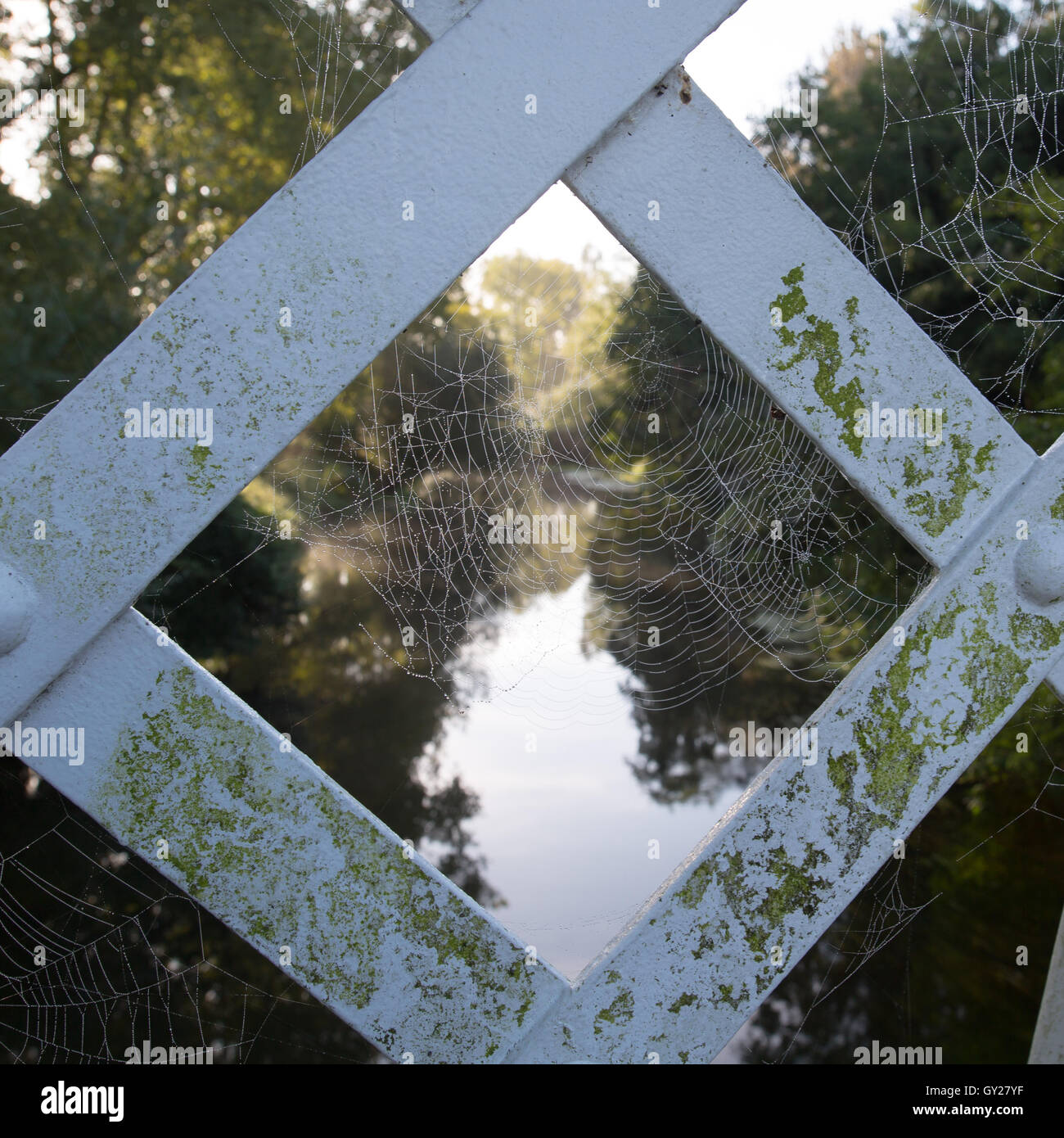 Santon Downham woodlands Stock Photo - Alamy