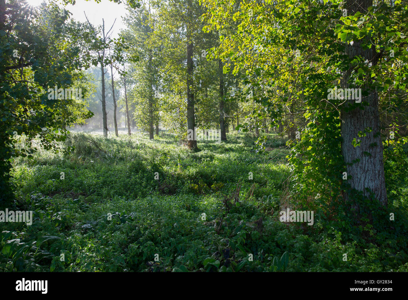 Santon Downham woodlands Stock Photo - Alamy