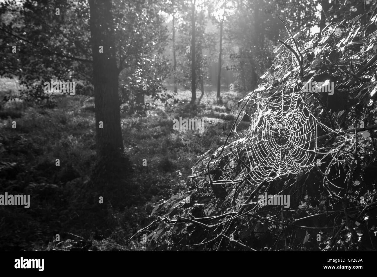 Santon Downham, Norfolk Stock Photo - Alamy