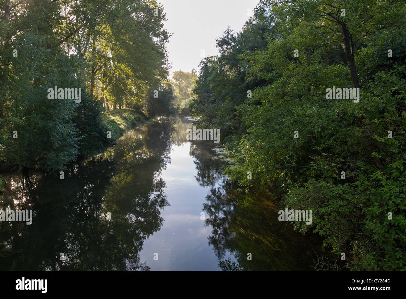 Santon Downham woodlands Stock Photo - Alamy