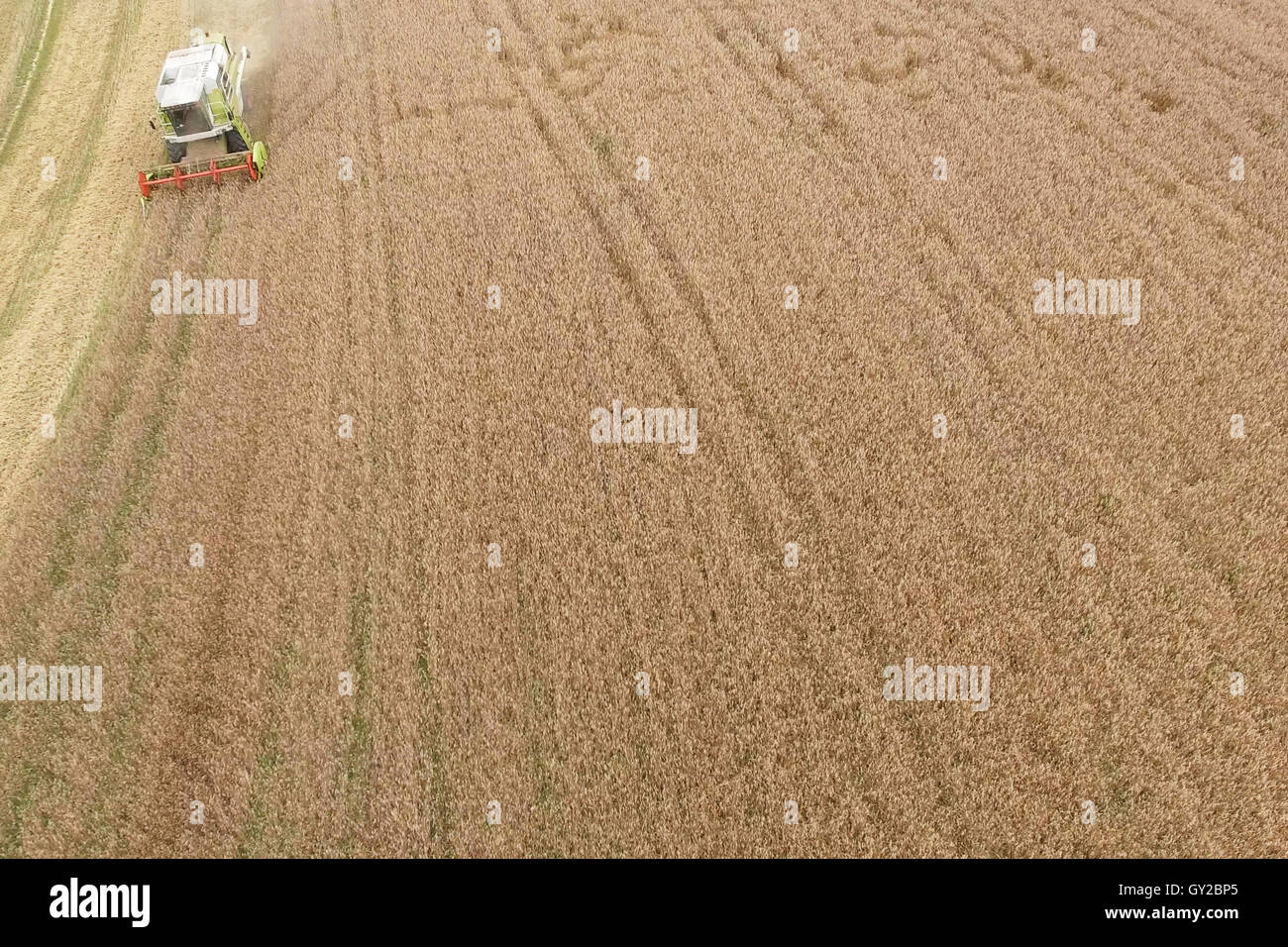 Aerial view of combine harvesting a fall corn field Stock Photo - Alamy
