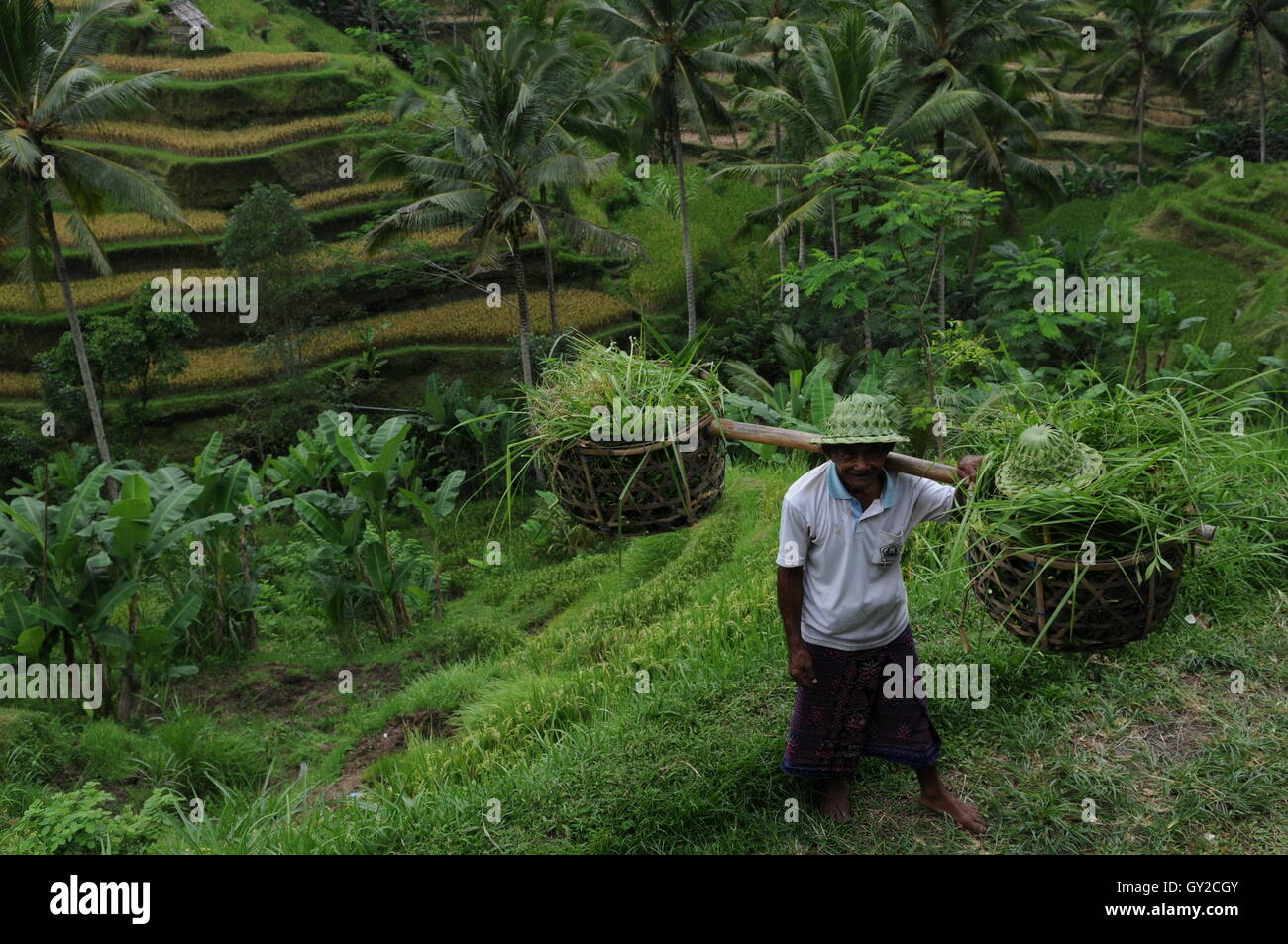 Balinese farmer harvesting crops near rice terraces, Bali, Indonesia ...