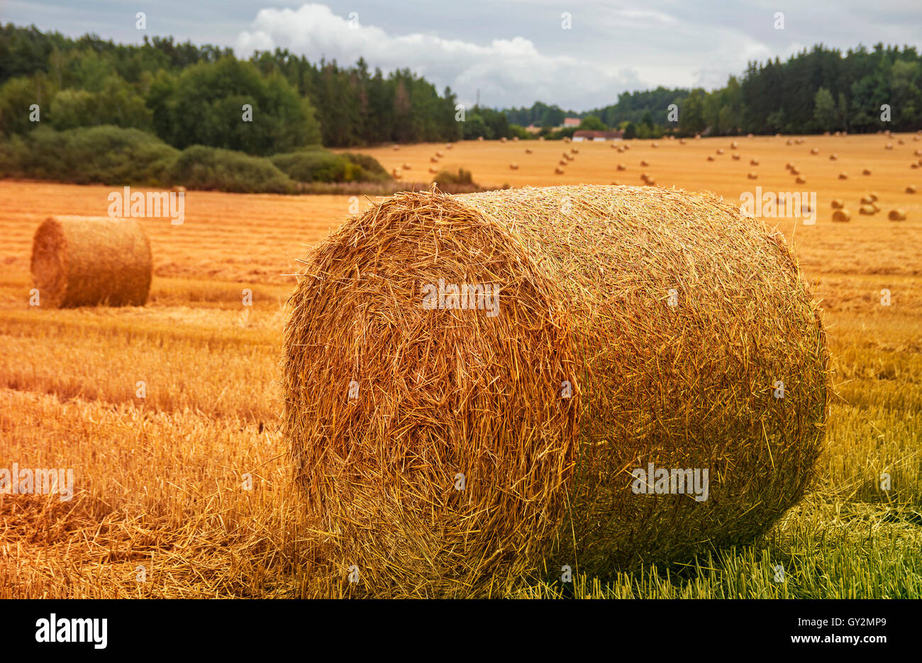 Autumn landscape. Harvest field with straw bales Stock Photo - Alamy