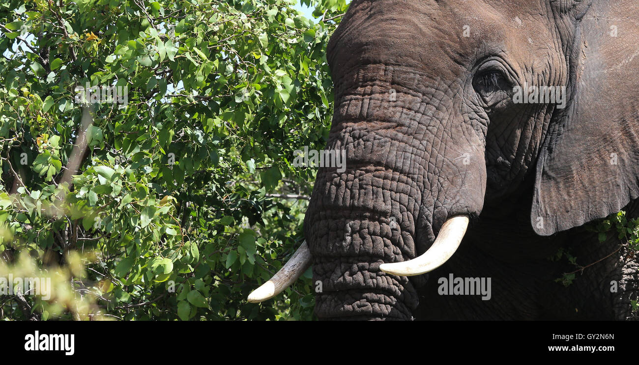 Elephant feeding hi-res stock photography and images - Alamy