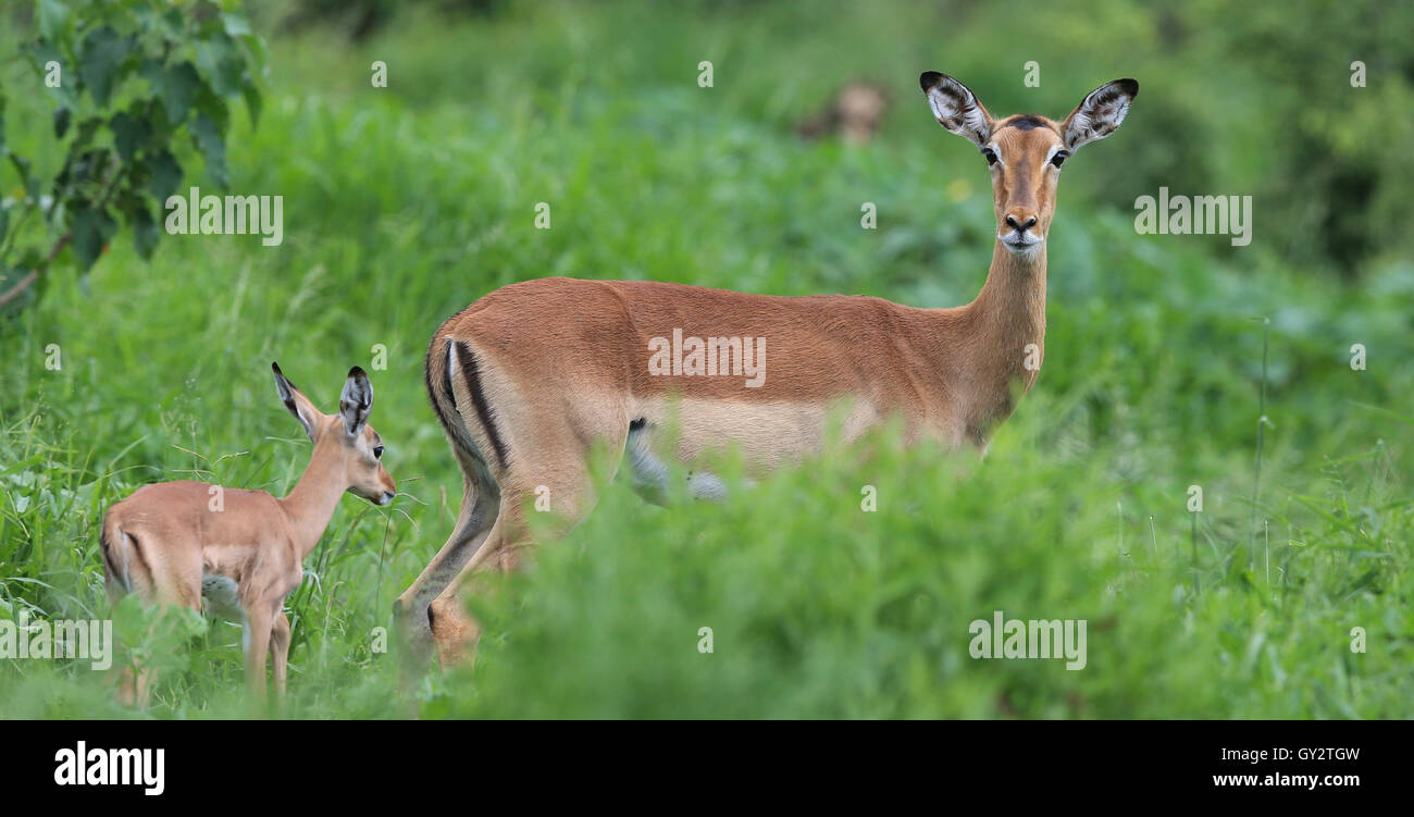Female Impala with Fawn in Kruger National Park South Africa Stock ...