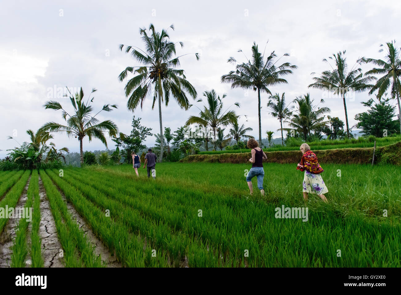travelers walking in rice field Stock Photo - Alamy