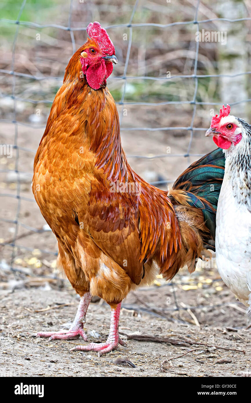 Rooster on the farm Stock Photo - Alamy