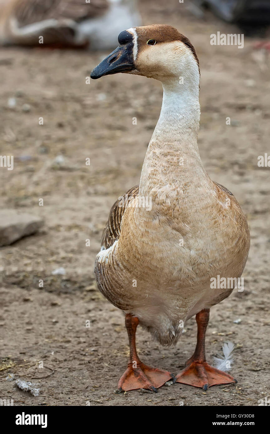 Goose on the farm Stock Photo - Alamy
