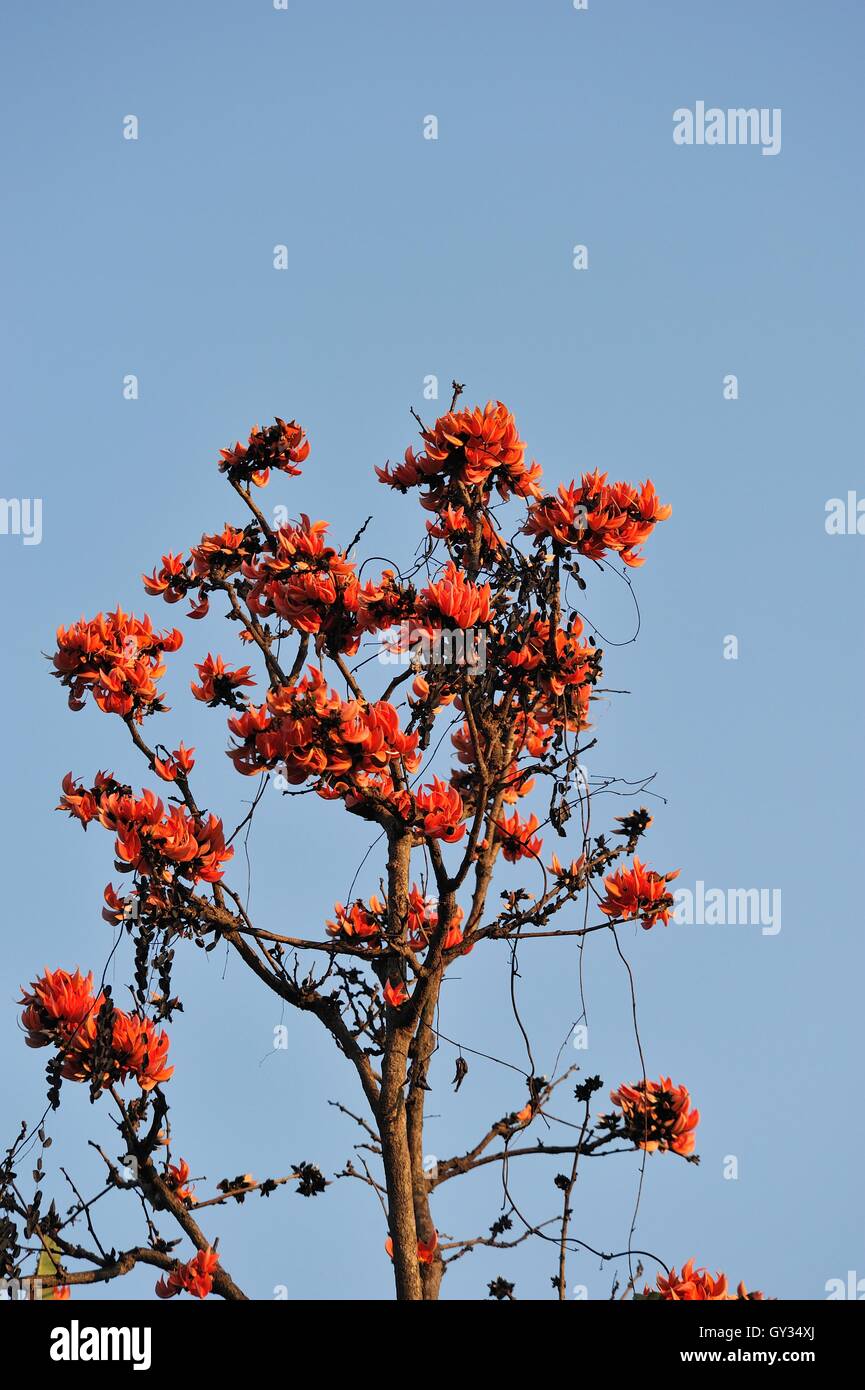 Flower tree red india hi-res stock photography and images - Alamy