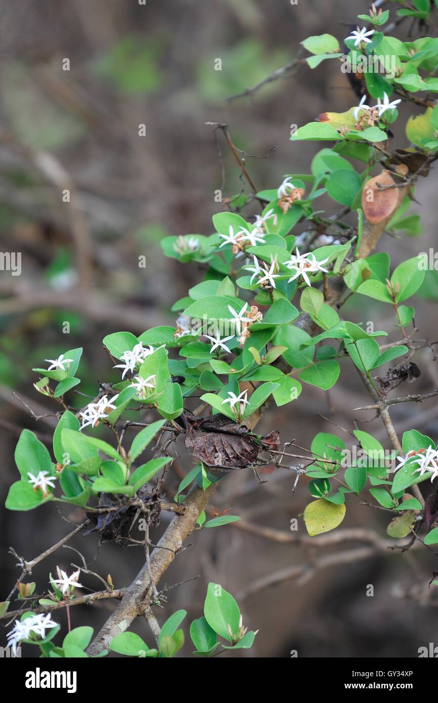 white forest flowers Stock Photo - Alamy
