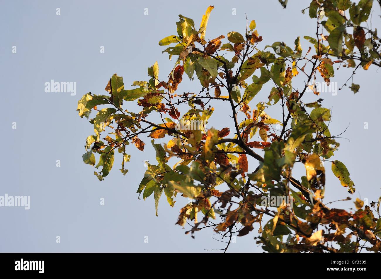 Branch with leaves Stock Photo - Alamy