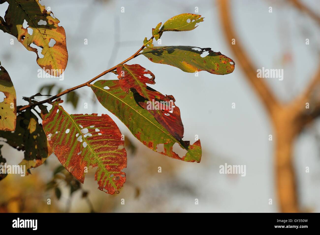 Insect and leaf india hi-res stock photography and images - Alamy