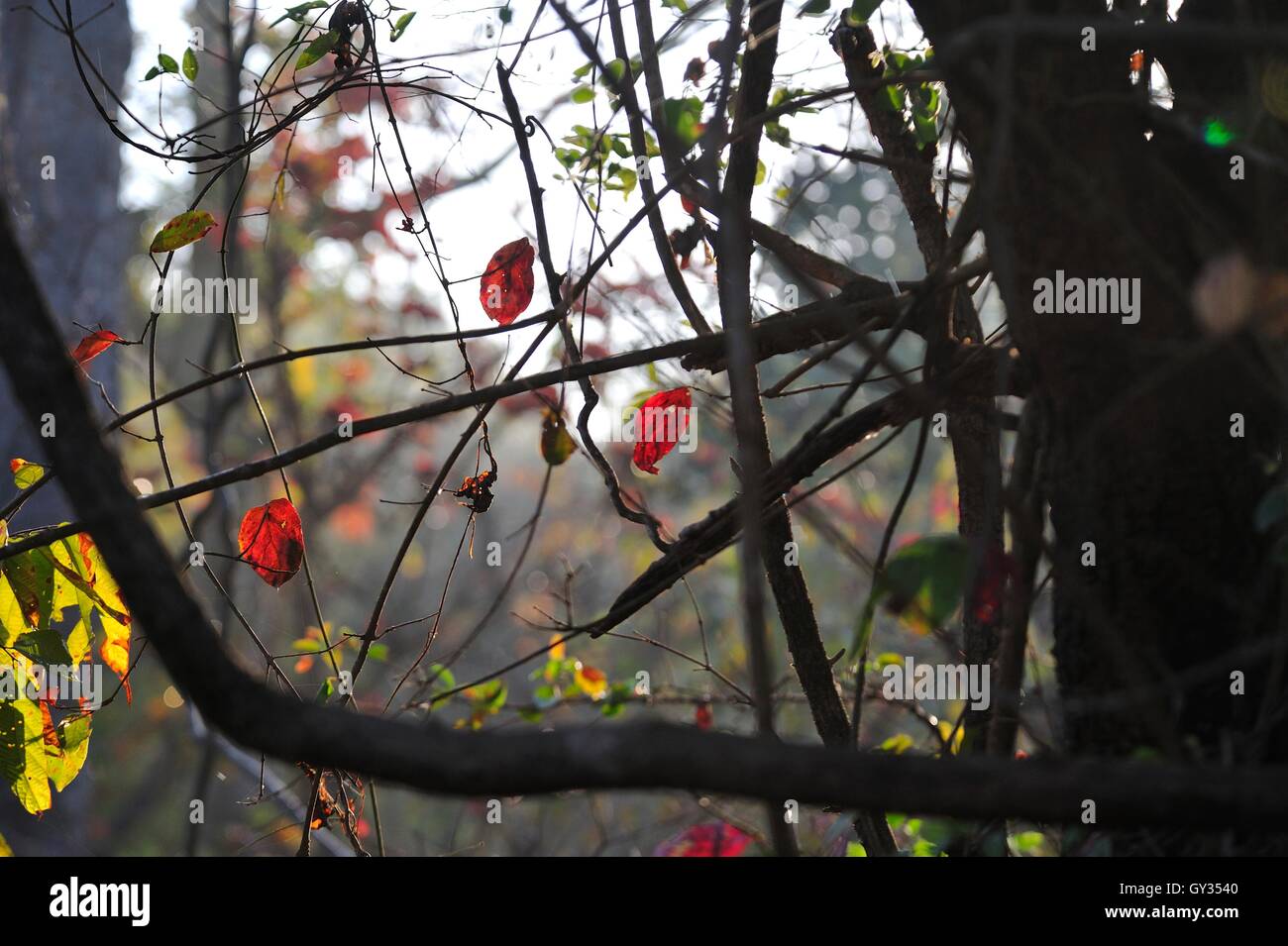 red leaves in the forest Stock Photo - Alamy