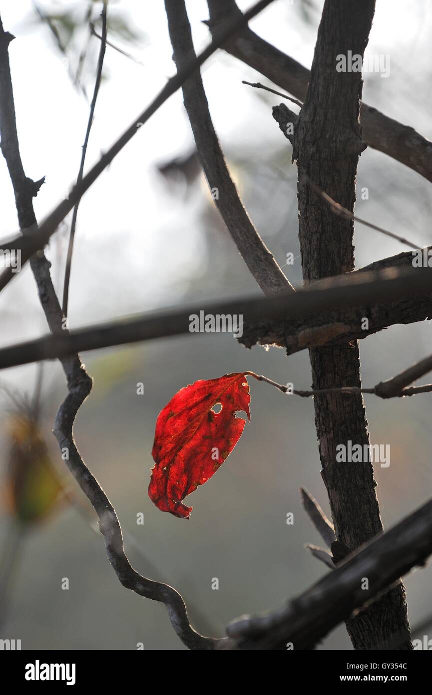 Red leaf forest hi-res stock photography and images - Alamy