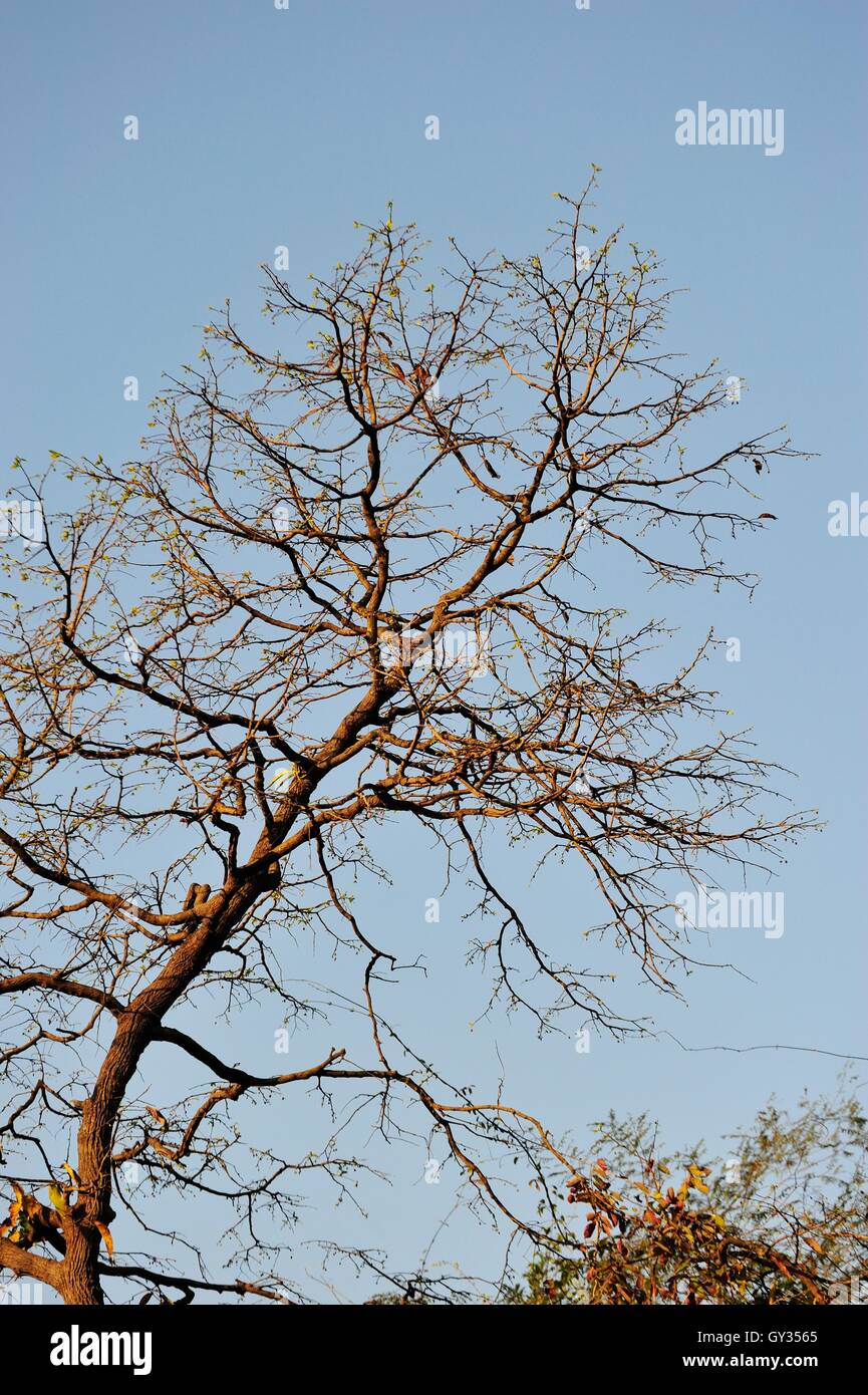 Red dry flowers hi-res stock photography and images - Alamy