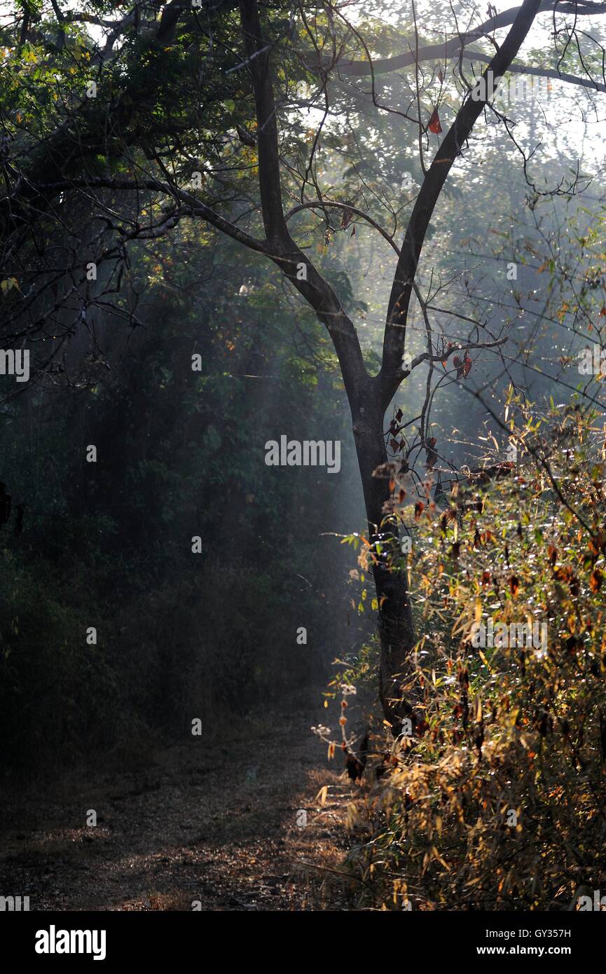 Light beam forest hi-res stock photography and images - Alamy