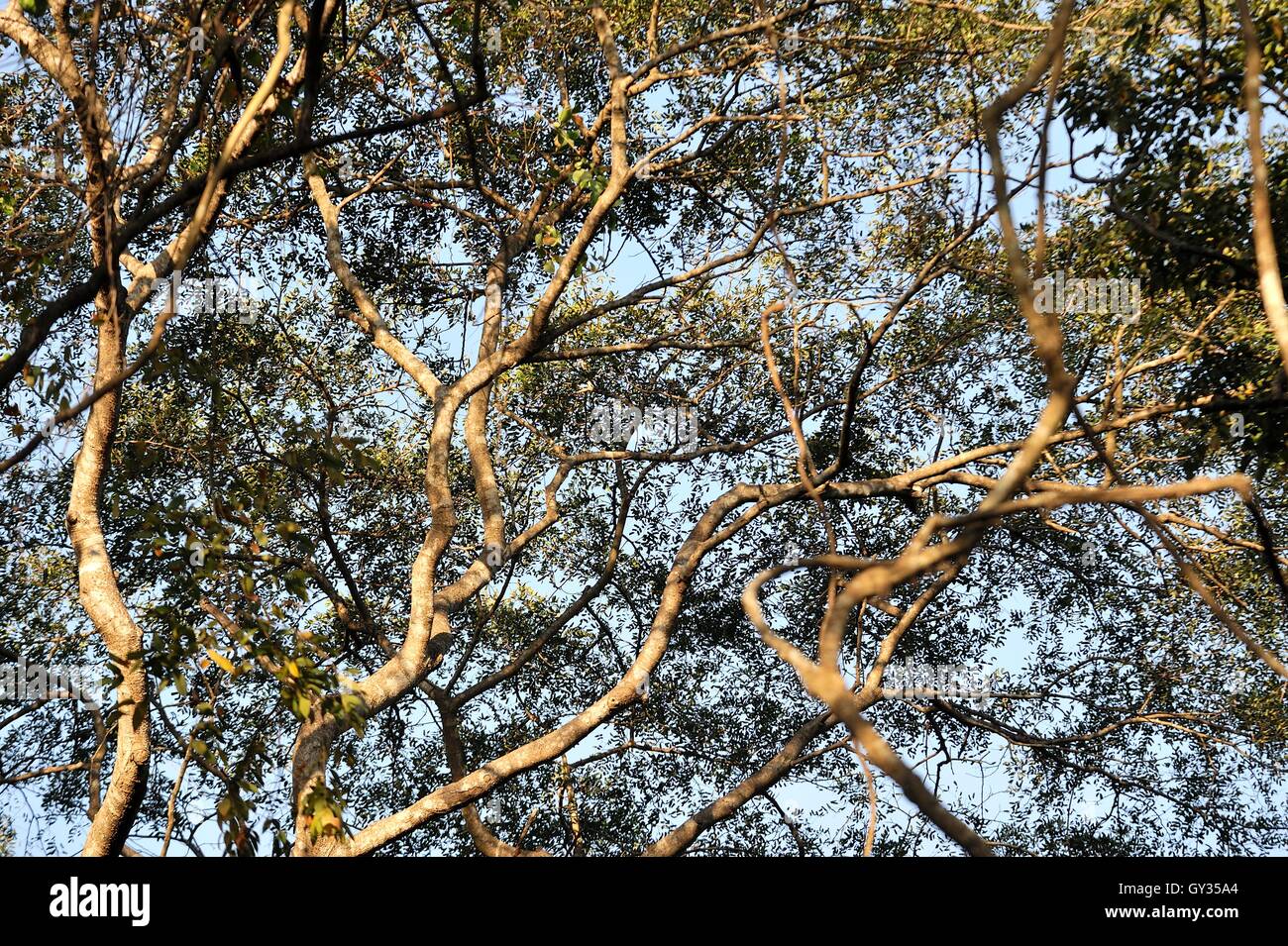 Tree canopy hi-res stock photography and images - Alamy