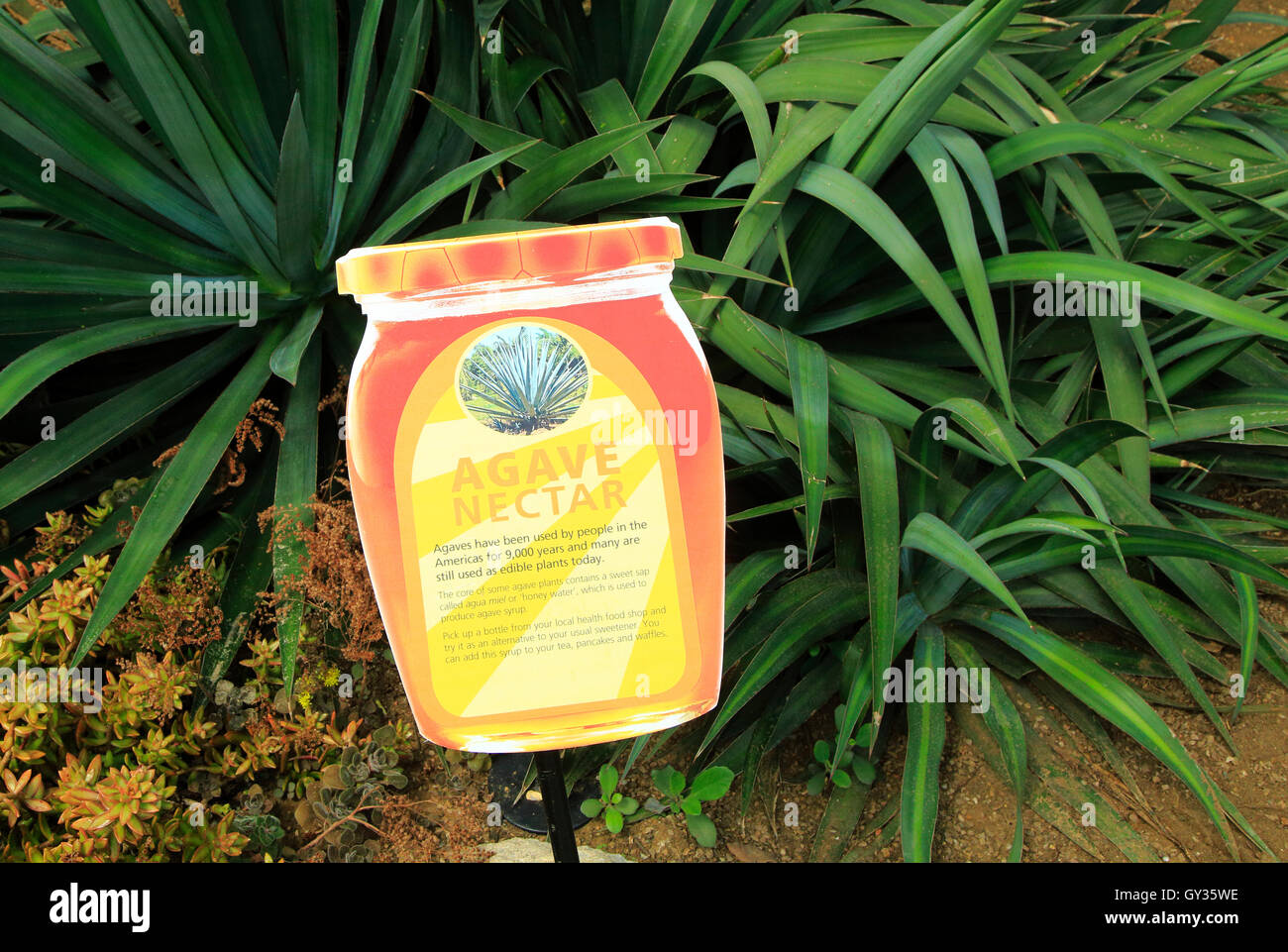 Agave nectar cactus plant information sign label, Princess of Wales ...