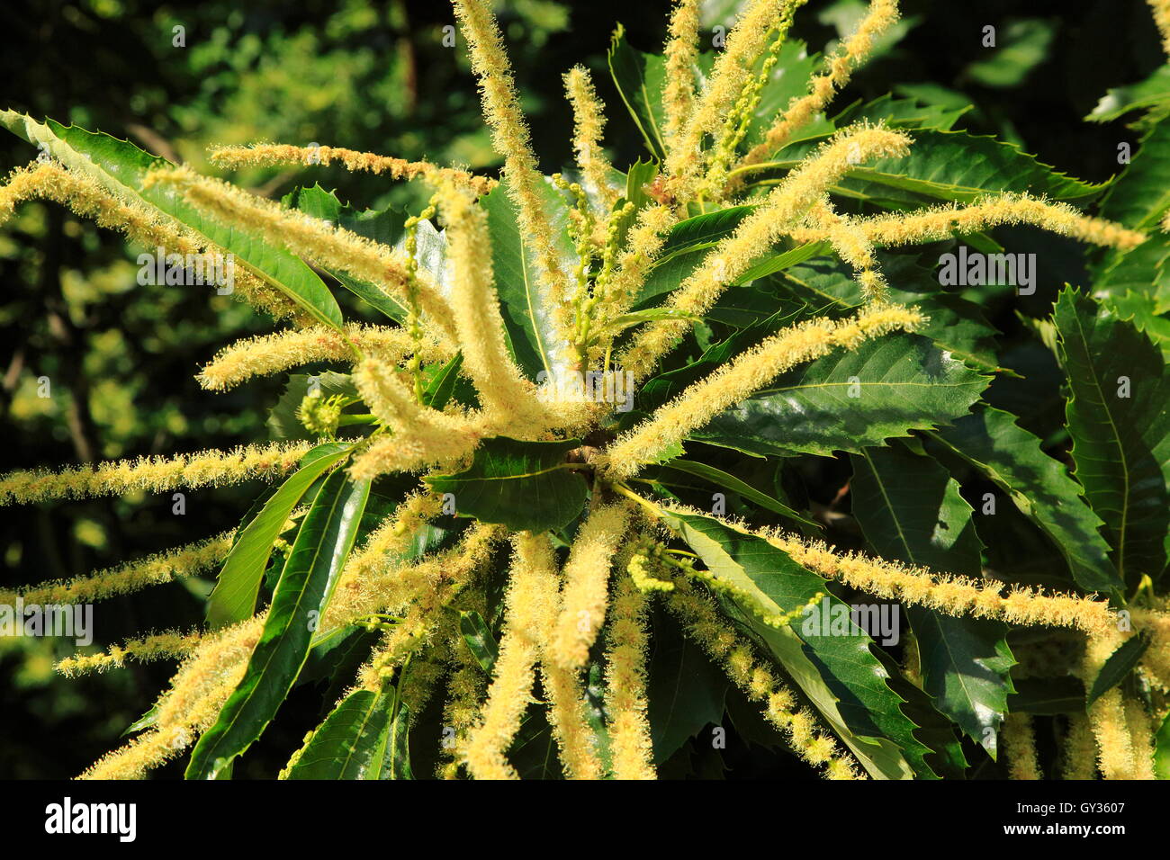 Sweet chestnut ( Castanea sativa) tree in flower close up, Royal ...