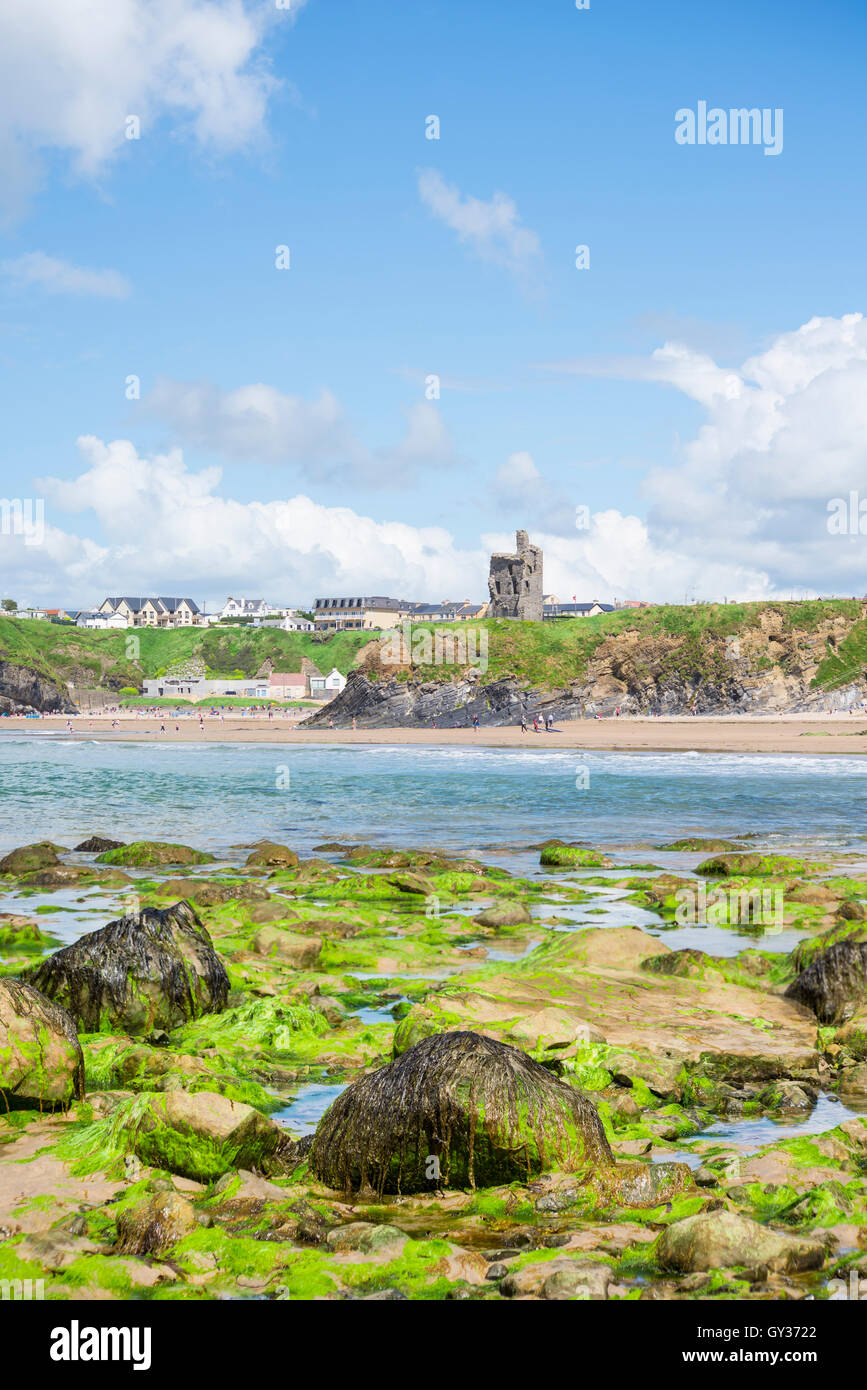 seaweed covered rocks with castle and cliffs on ballybunion beach in ...